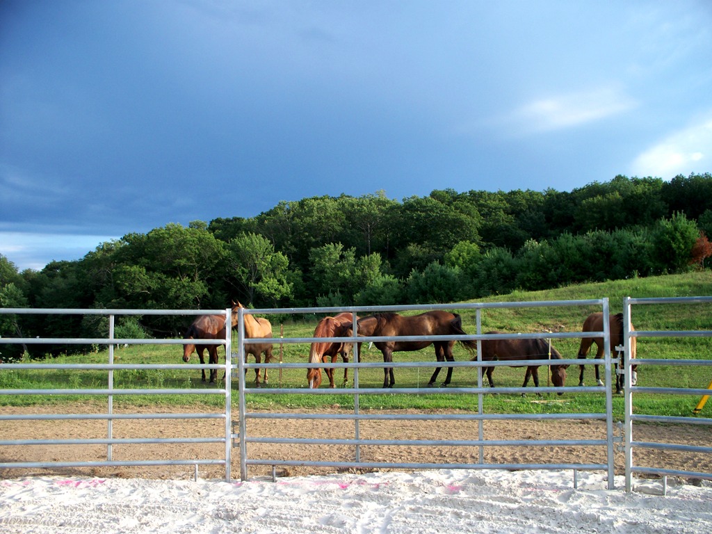 Must love mustangs!: Round pen almost done!
