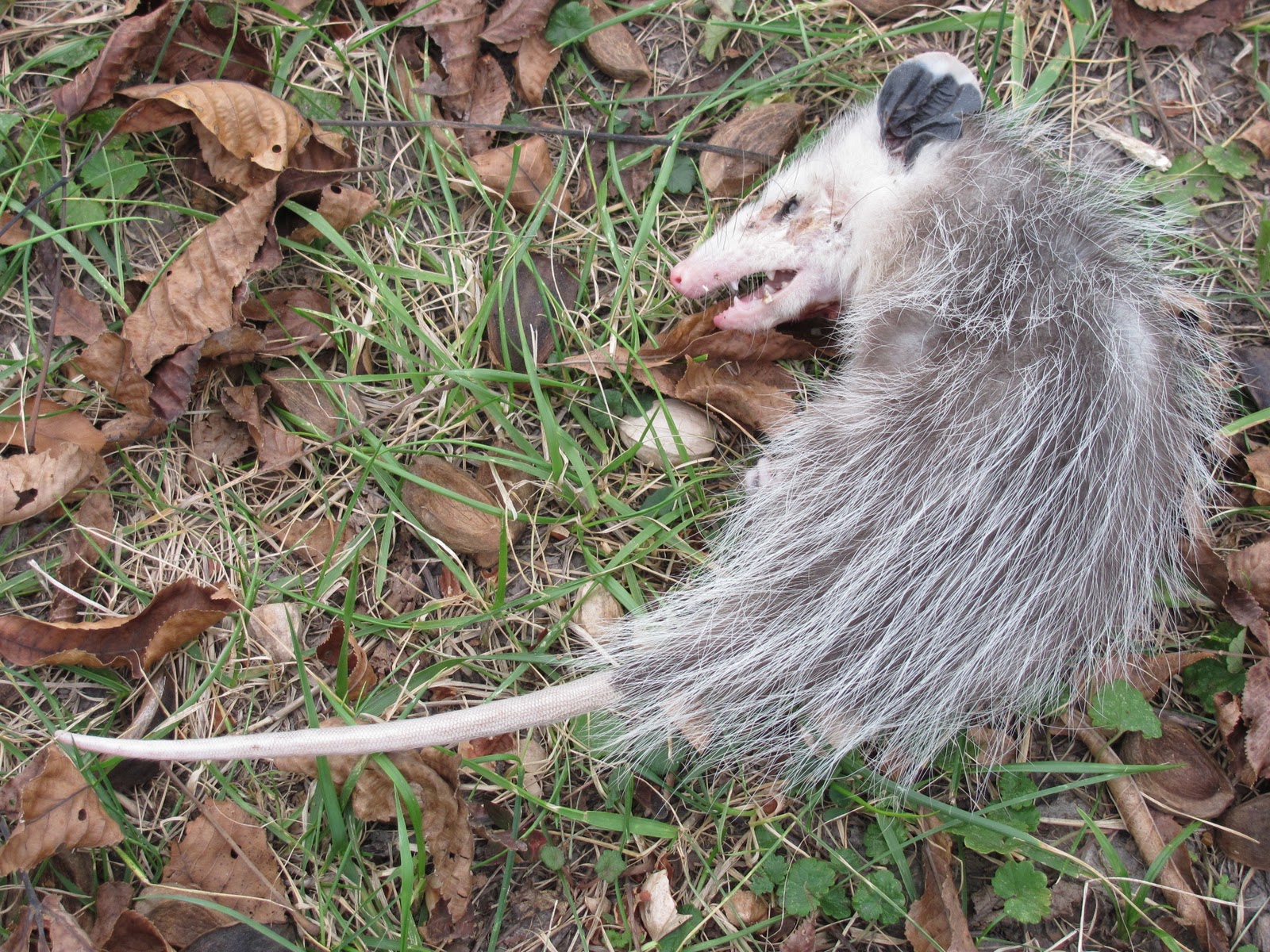 curving back: a young opossum