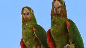 Avifauna de Pedro Leopoldo: ""ARARA MARACANÃ NANICA""...AVE de NÚMERO ...