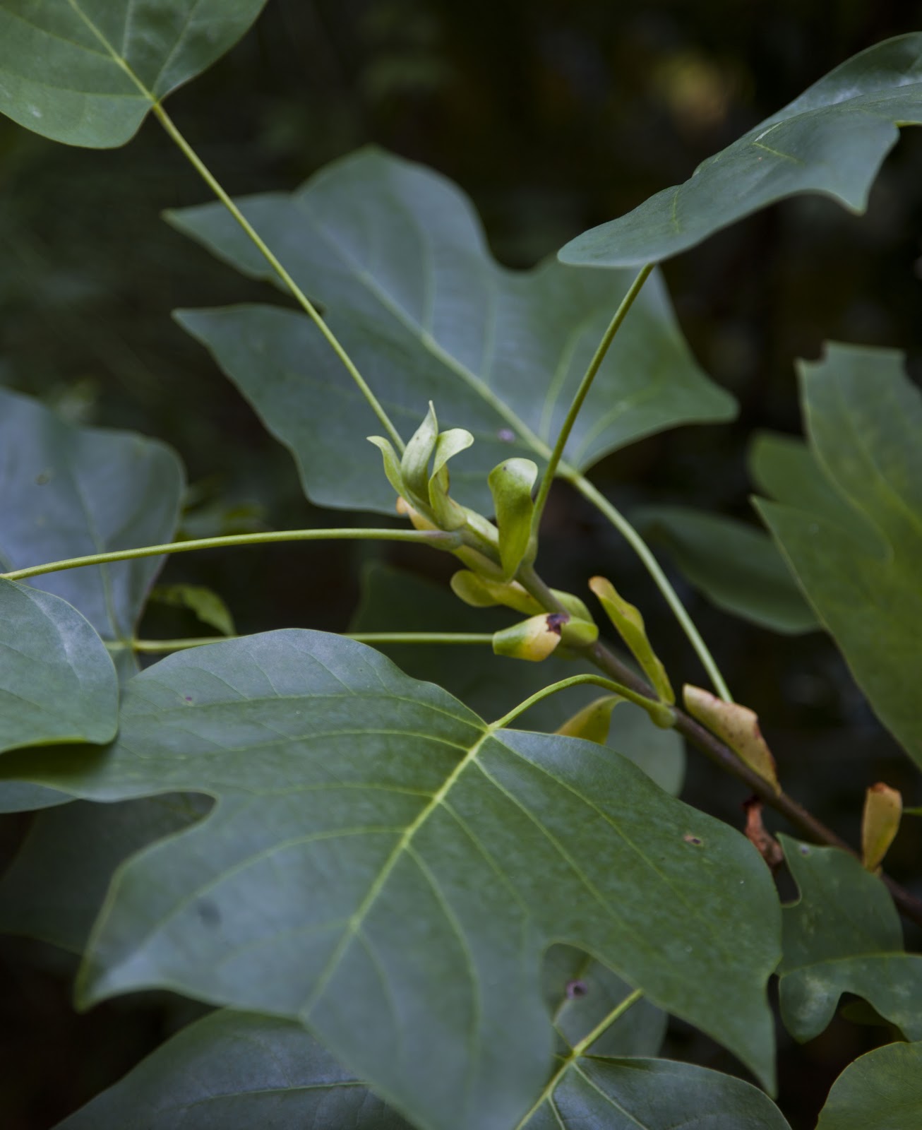 Walking Arizona: The Growing Tip