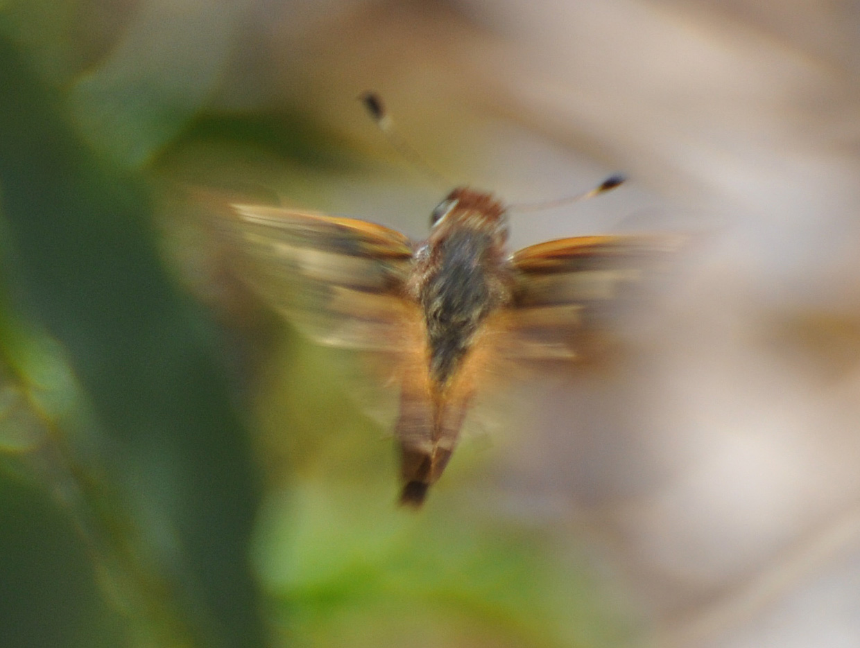 Mother Nature's Backyard - A Water-wise Garden: Umber Skipper Butterfly ...