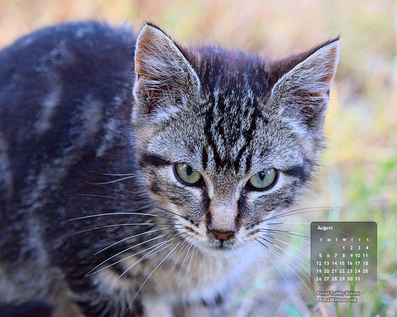 August Kitten Desktop Wallpaper