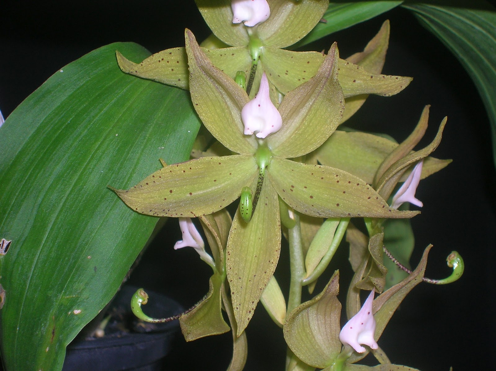 ORQUIDEAS: Cycnoches haagii x Cycnoches barthiorum