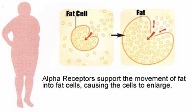 Fat cells and fat tissue in the body