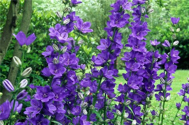 Campanula Latiloba 'Highcliffe Variety' Plants | Garden How