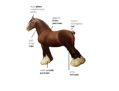 Konie i kuce: Koń Shire