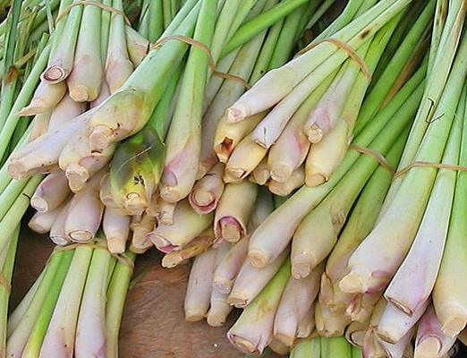 22 Manfaat Dan Khasiat Batang Serai (Sereh) Untuk Kesehatan - Segudang ...