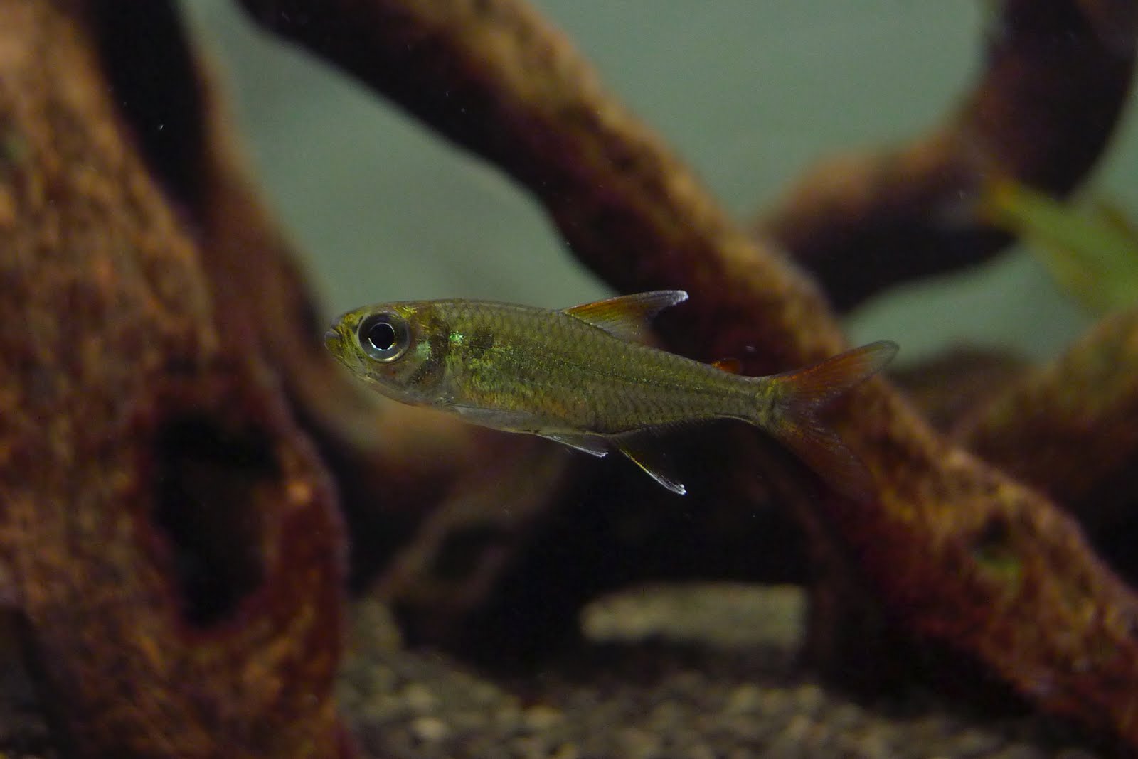 名燈天下: 秘魯產可樂蒂翠綠燈 (Moenkhausia cf. collettii)