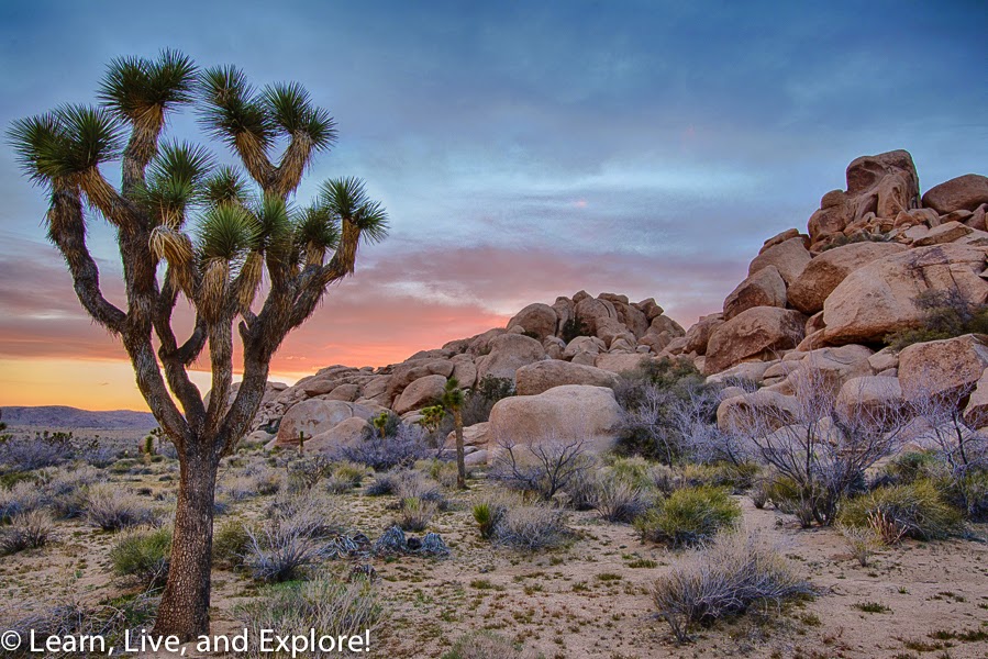 Joshua Tree National Park ~ Learn, Live, and Explore!