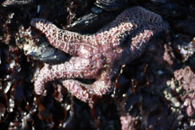 ozma of odds: ...sea ruffles