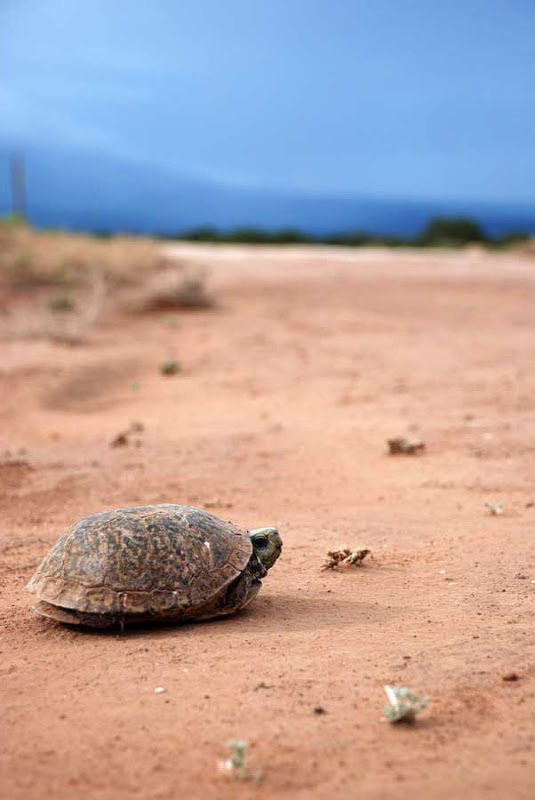 The 7MSN Ranch: The Hay Man, the Cowboy and the Turtle