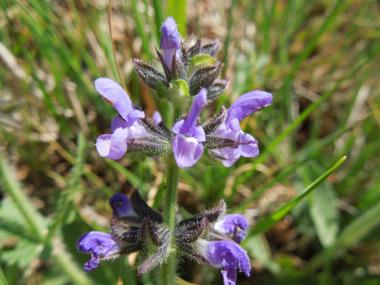 BÚGULA o CONSUELDA MEDIA - BOTÀNIC SERRAT