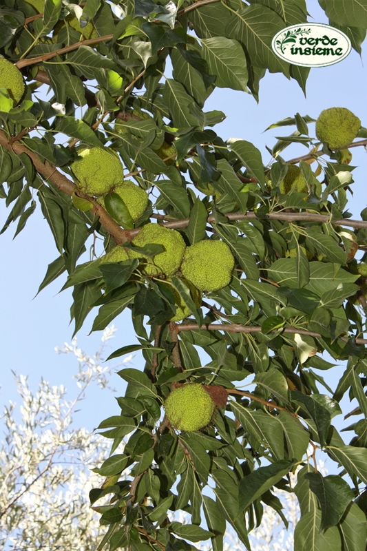 Che pianta è questa?: Maclura pomifera