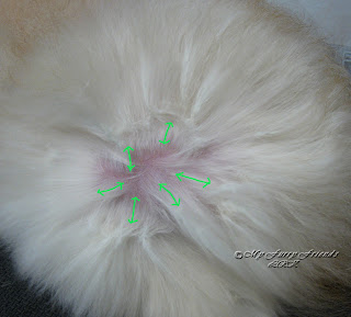 Pet Grooming: The Good, The Bad, & The Furry: Bathing/Clipping a Matted Dog