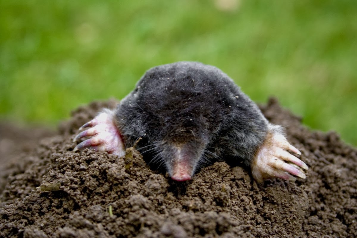 Kertépítés és kertfenntartás