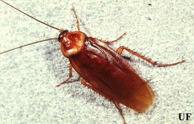 Cockroach | Photos and Info | The Wildlife
