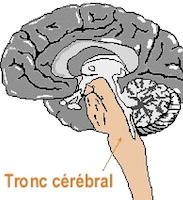 Peut-on considérer le rire comme un outil de guérison?: mécanisme du rire