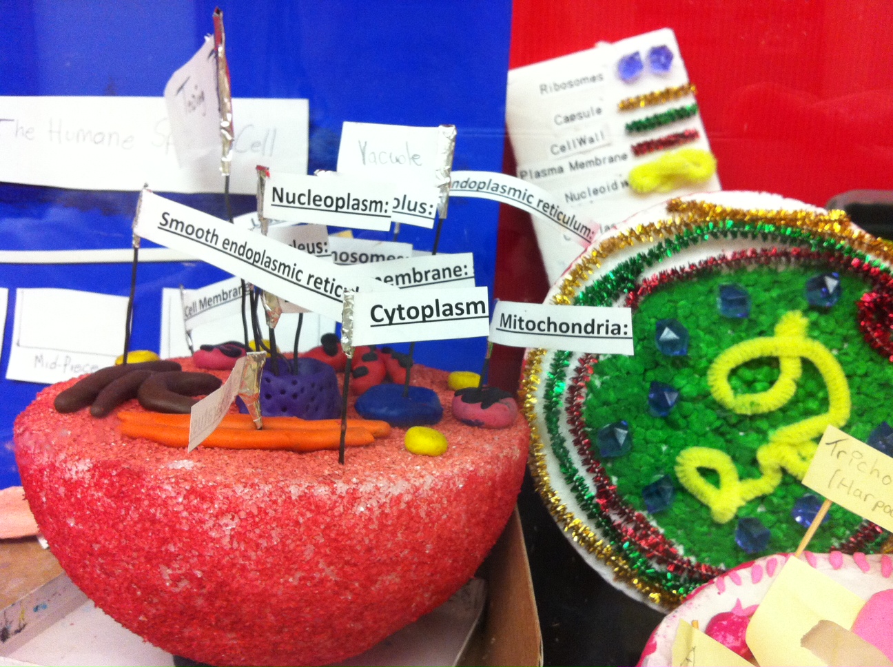 Western Technical-Commercial School: Prokaryotic or Eukaryotic?