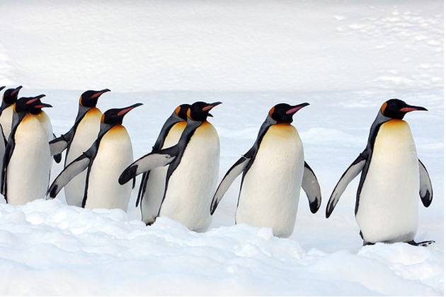 EKOGEO: PENGUIN : BURUNG LUCU DI DAERAH KUTUB