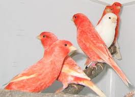 Kenari Merah Red Intensive ~ Tamsis Canary Farm