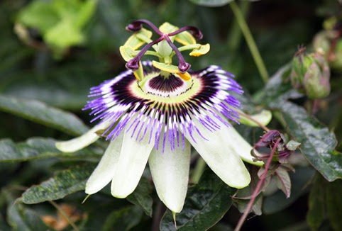 A bad witch's blog: Pagan Eye: Passion Flower on a Garden Wall