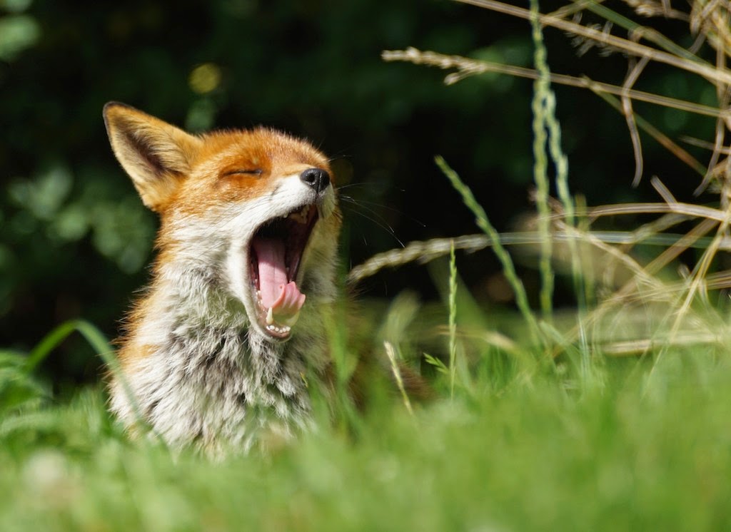 British Wildlife Centre ~ Keeper's Blog: BWC Photo Comp 2014 "Animals ...
