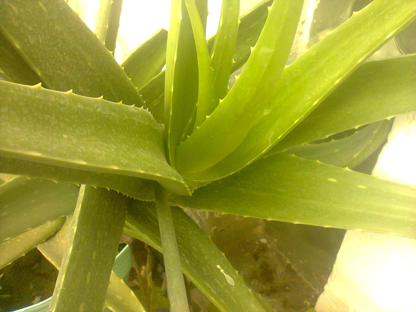 elblogdepedrosr: Savila, propiedades curativas