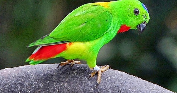 Burung Peliharaan Kita: Burung Serindit