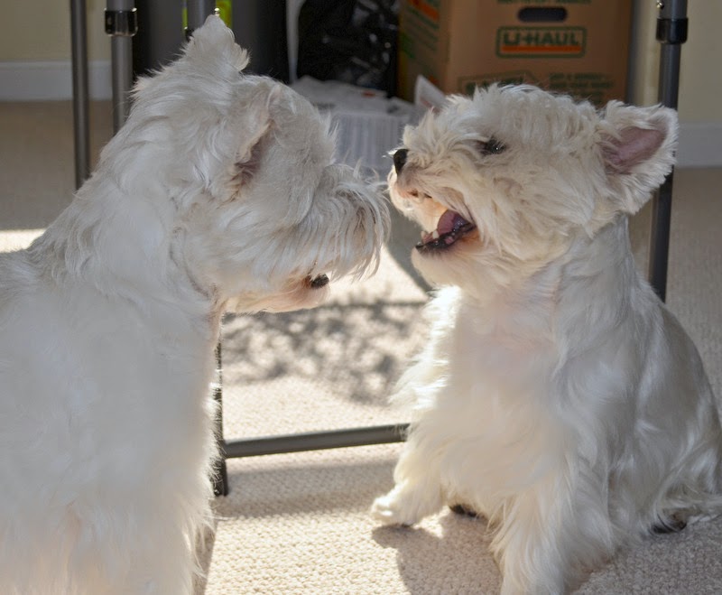 Westie Julep: Time Flies When You're Having Fun!