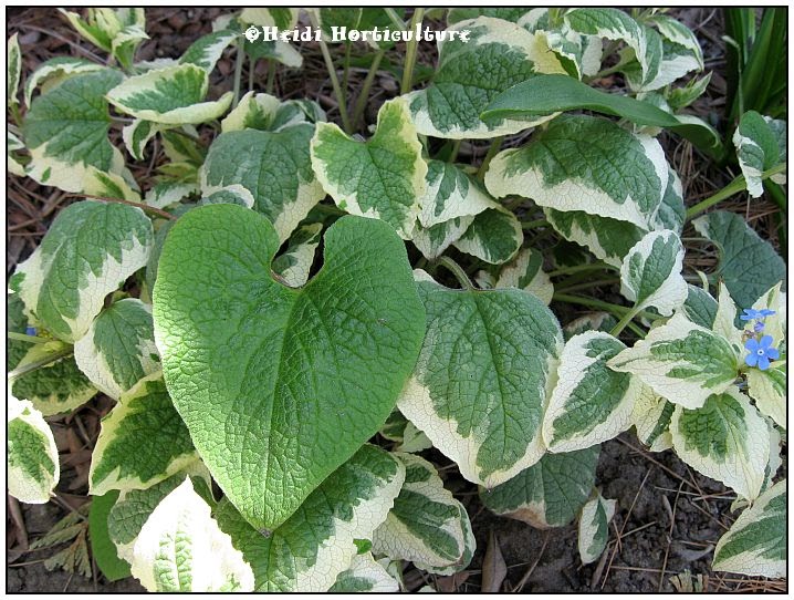 Heidi Horticulture: Plant Reversions - Brunnera macrophylla 'variegata'