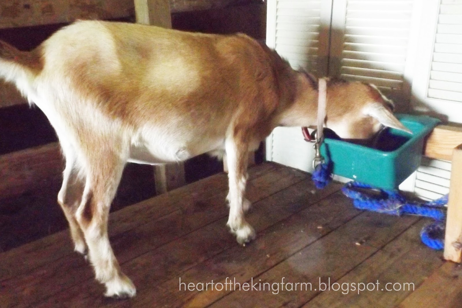 Heart of the King Farm: Experimenting with Goat Hobbles