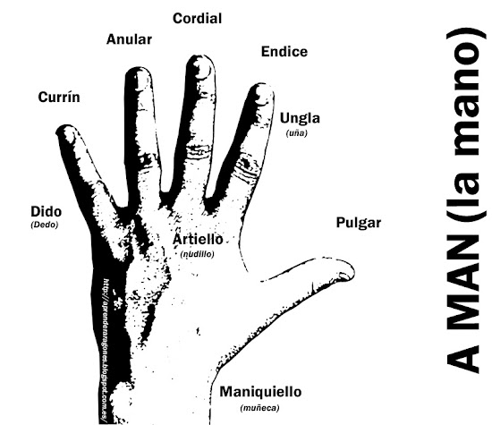 Las manos y sus partes - Imagui