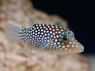spotted-sharpnose-puffer-fish.jpg
