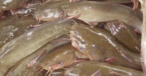 Gambar Ikan Sembilang | gudang gambar viral hd