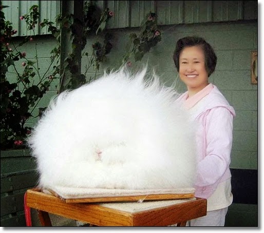 The Pet Tree House - Where Pets Are Family Too : Giant Angora Rabbits
