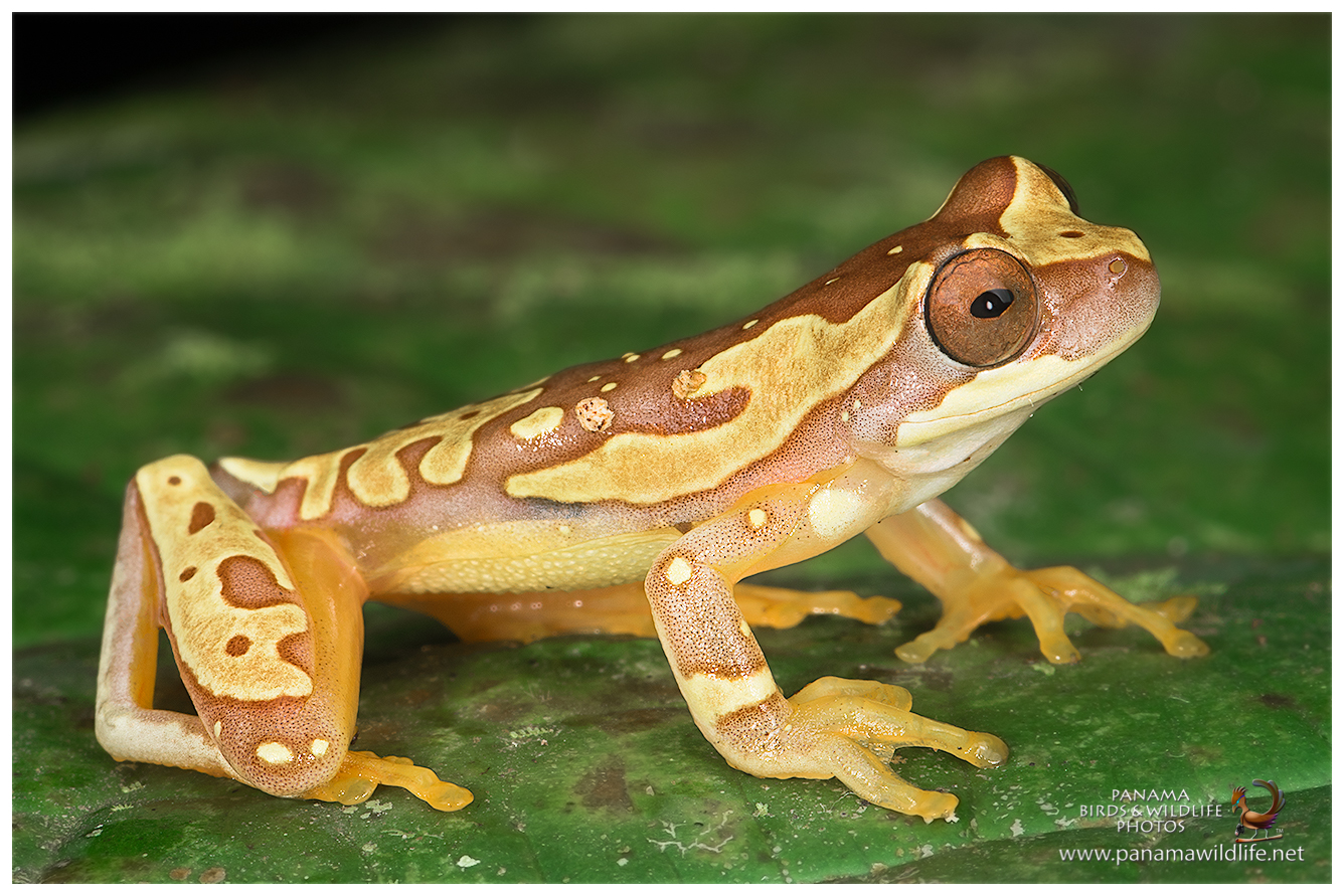 Nocturnal Macro-Adventure - Featured species: Hourglass Treefrog ...
