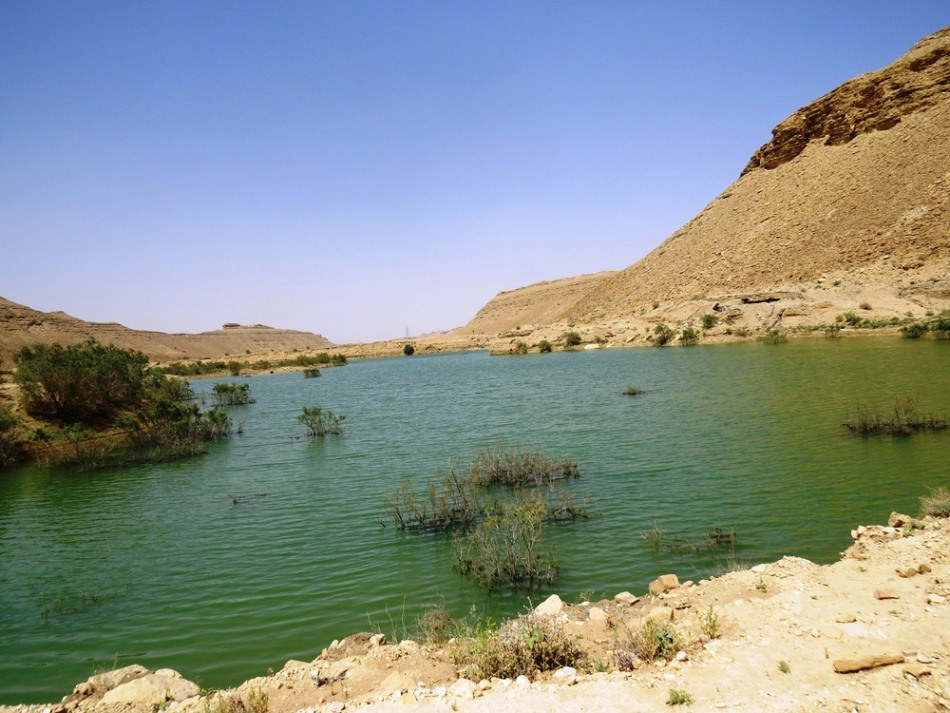 Birding for a Lark: Riyadh in the heat