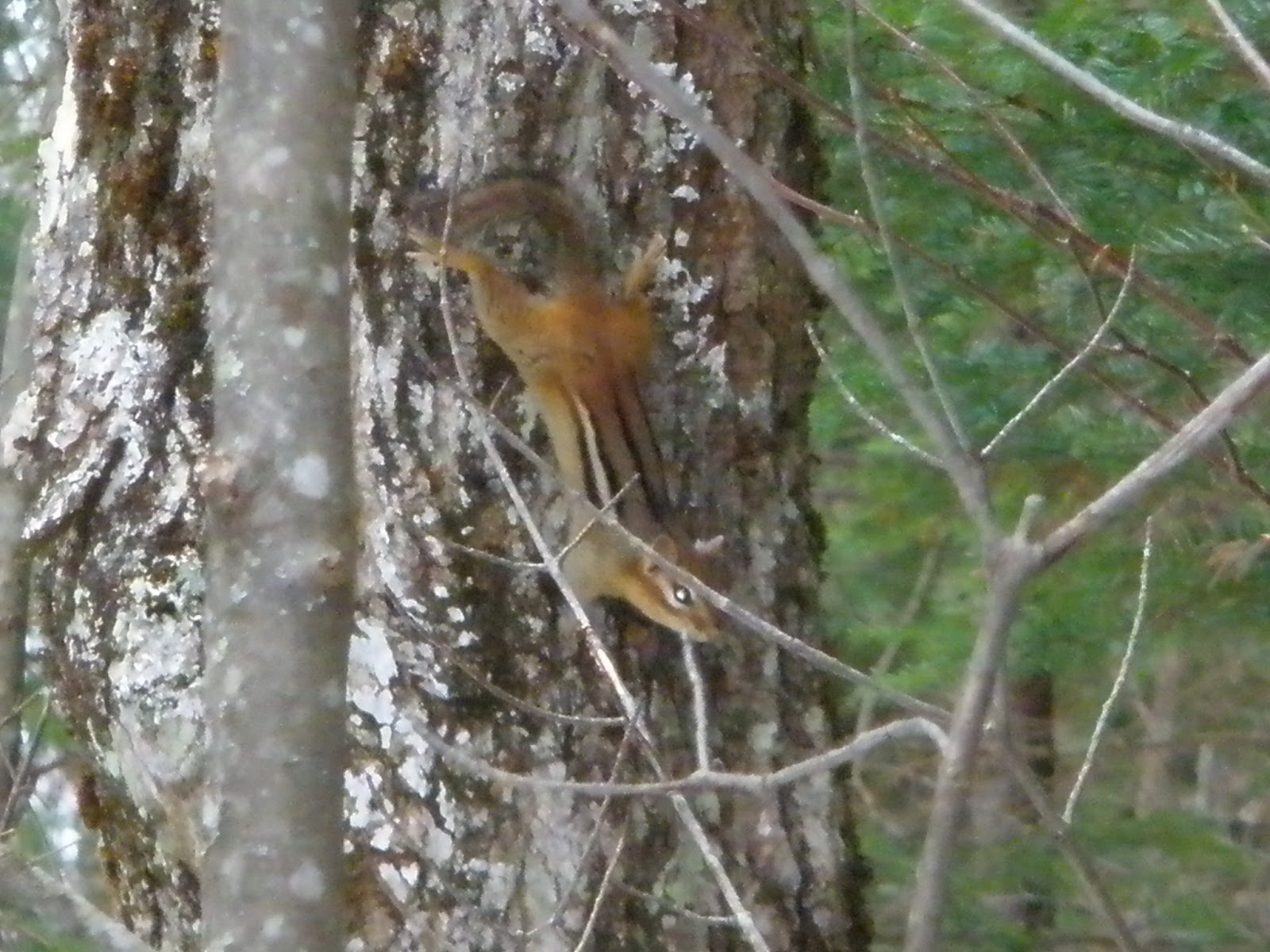 A la découverte de notre nouvelle vie au Canada !: Animaux sauvages ...