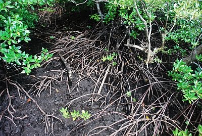 Backpacking Philippines: Bakhawan: Magrove Forest of Badiang, Anda, Bohol