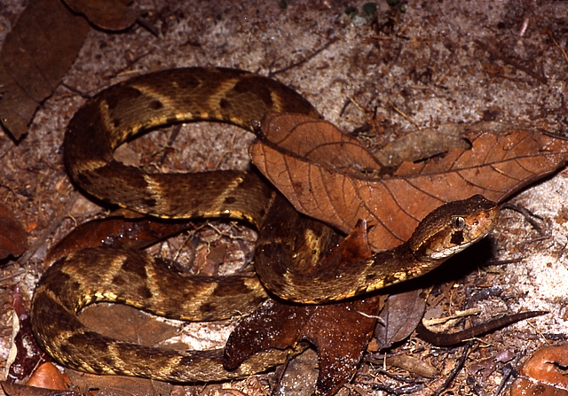 Animales en el Planeta: Mapaná o labaria (Bothrops atrox) (Las Especies ...