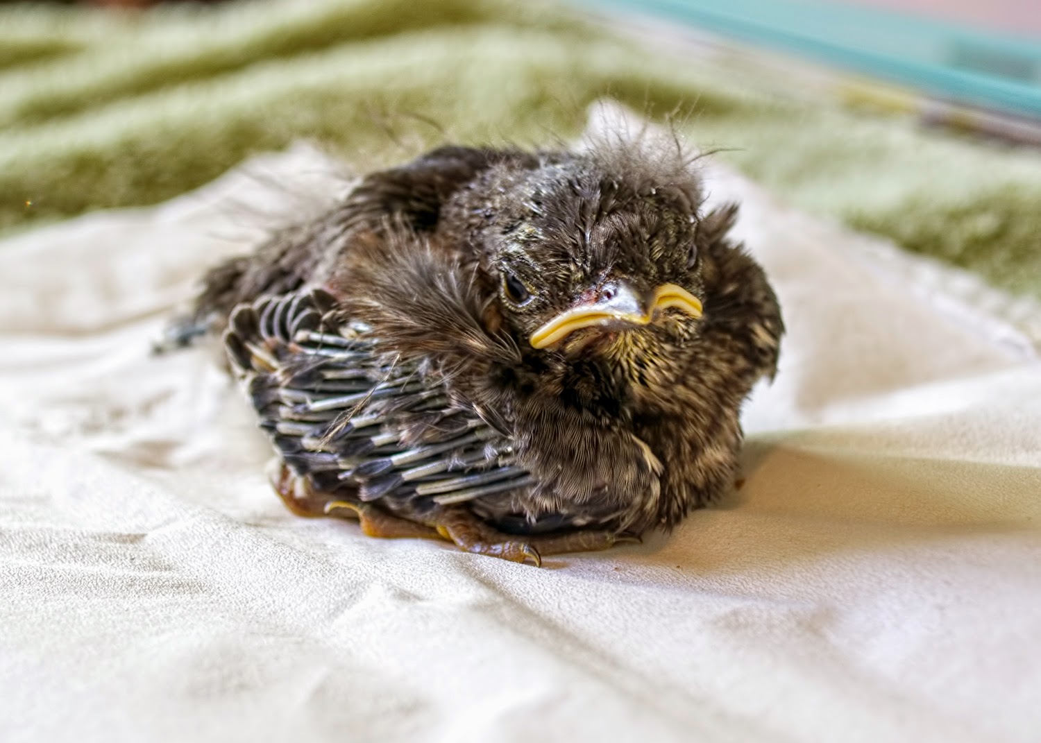 Raising an Eastern Bluebird: Sounds of Cheeping