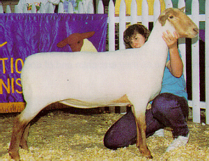 Little Hills Sheep Ranch: About The Tunis Sheep Breed