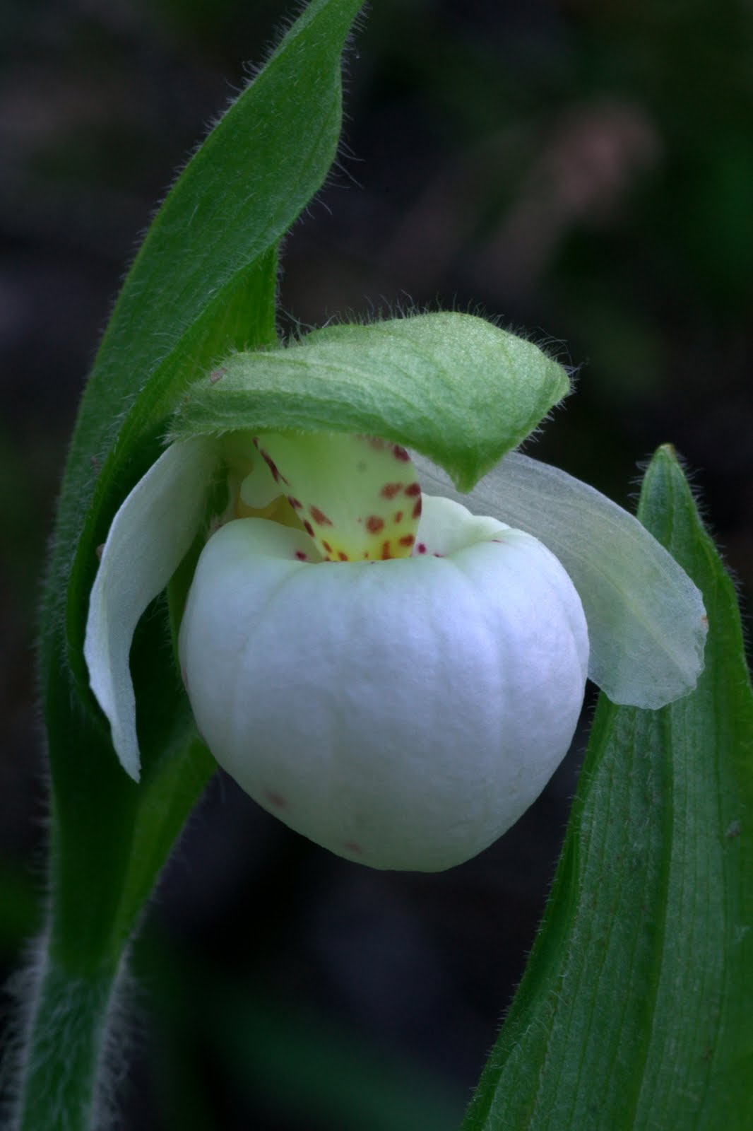 Native Orchids of the Pacific Northwest and the Canadian Rockies (and ...