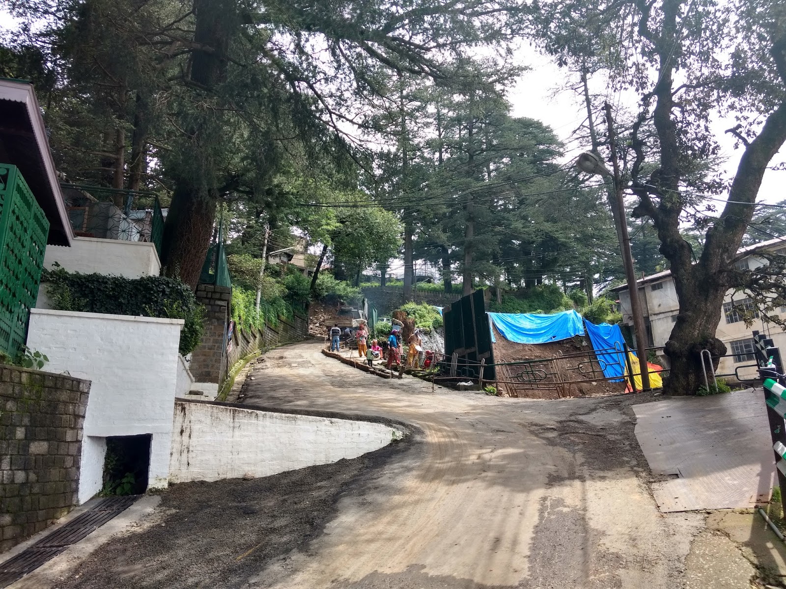 Catching Flies: Tracing some ornithological roots