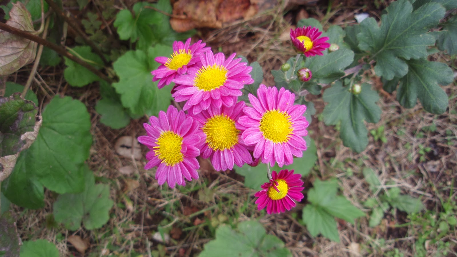 Hero爺 ブログ: Flower - 64 ( Chrysanthemum 菊 Kiku)