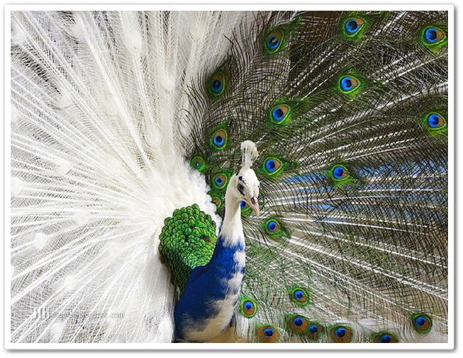 14 Awesome Gorgeous And Unusual Birds | Simply get it