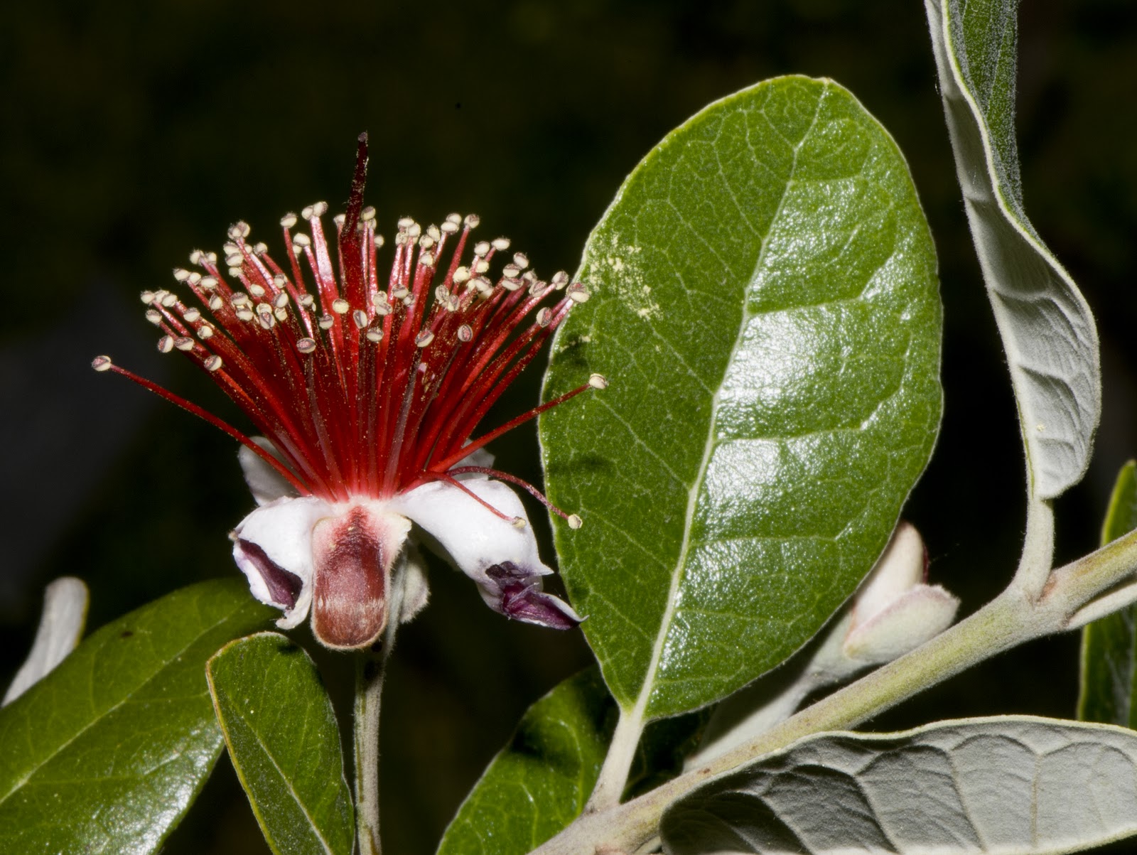 FOTOGRAFIAS DE LA FLORA AUTOCTONA DEL URUGUAY: GUAYABO DEL PAIS