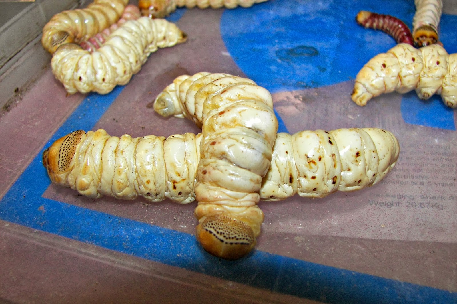 Bright Side Up: Boys And Things That Wriggle