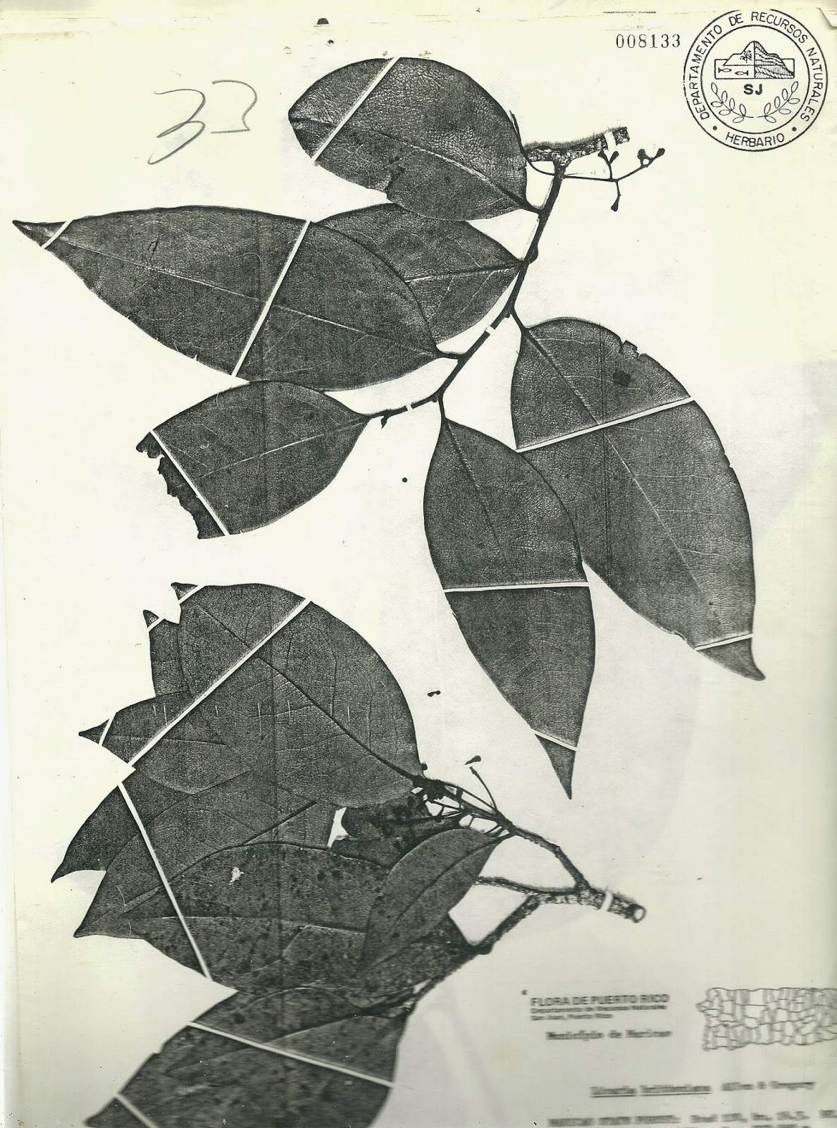 Flora de Puerto Rico Ilustrada Papo Vives: LAURACEAE LICARIA ...