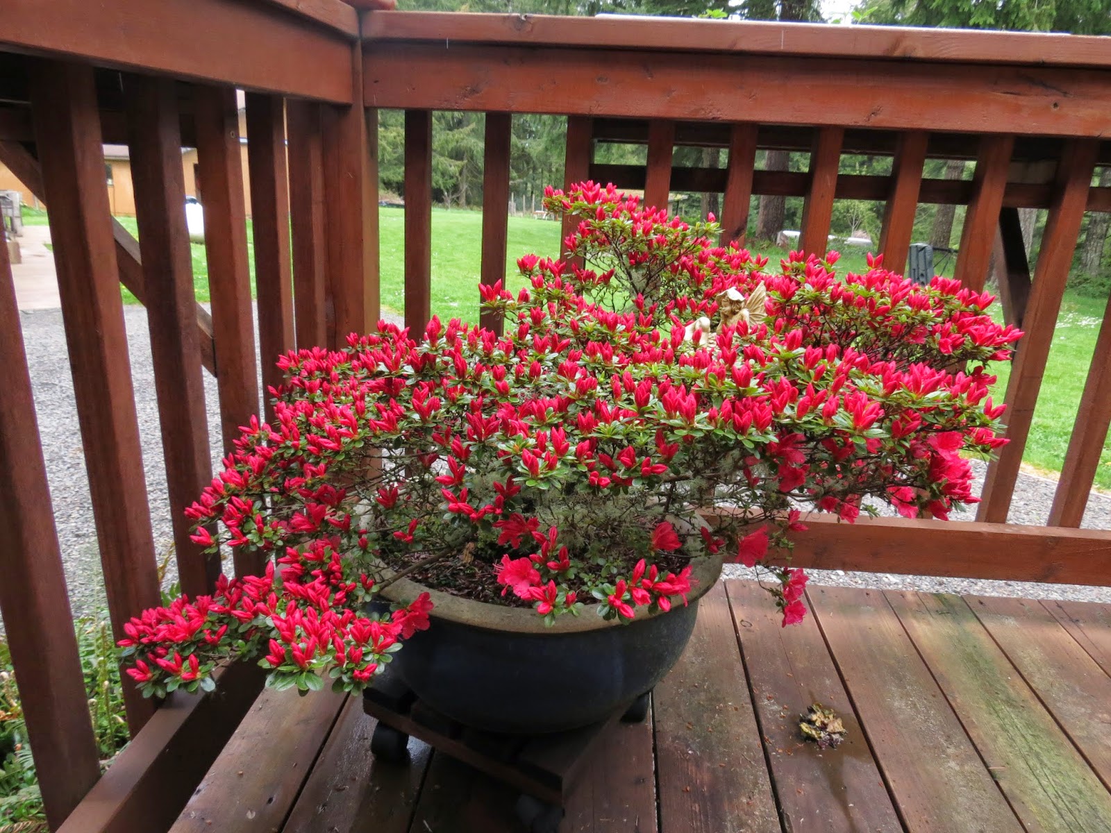 My favorite plant in the garden this week is...Rhododendron 'Hino-crimson'